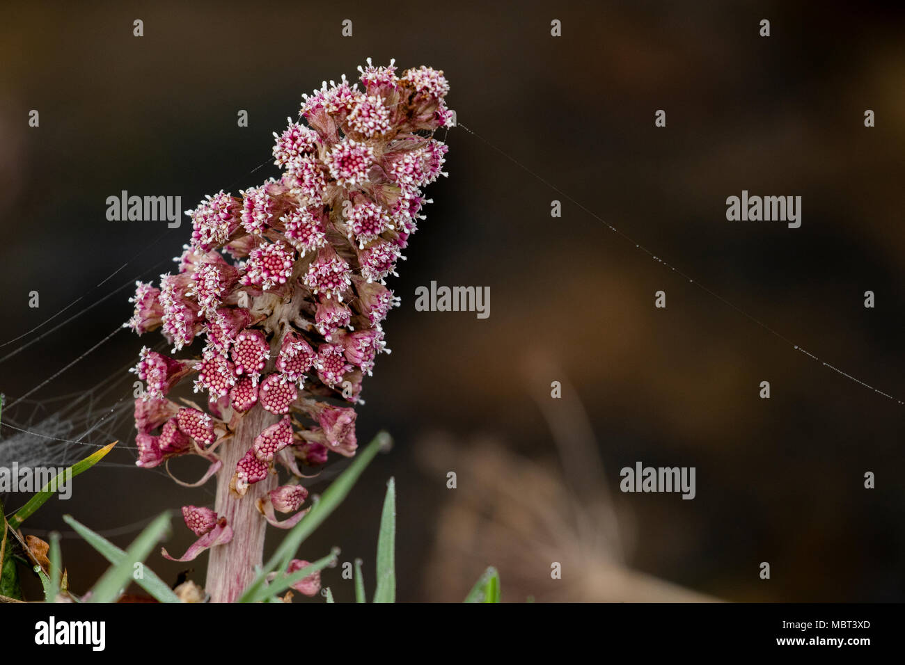 Streamside hi-res stock photography and images - Alamy