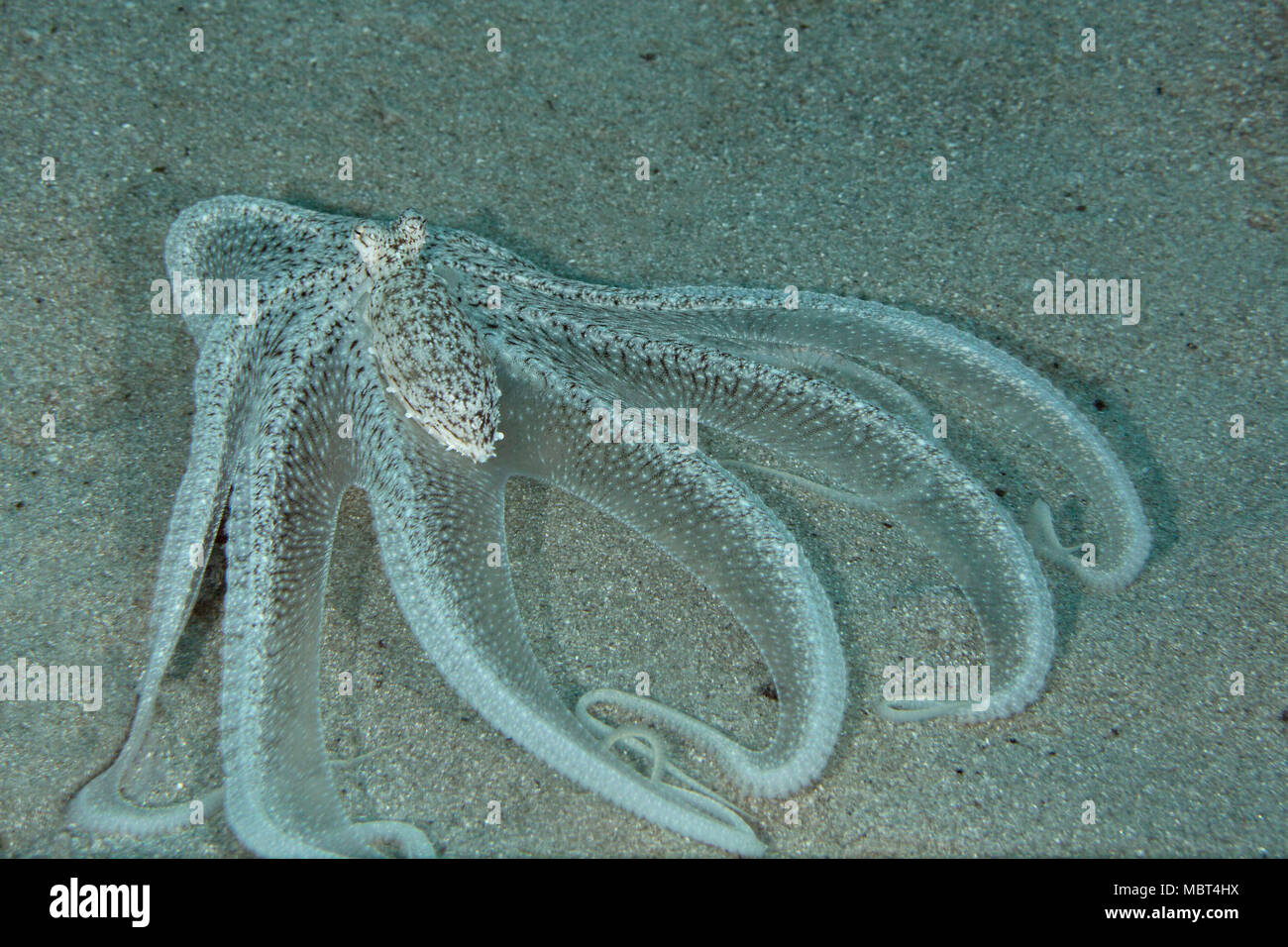 Longarm octopus (Octopus sp. 2). Picture was taken in the Banda sea ...