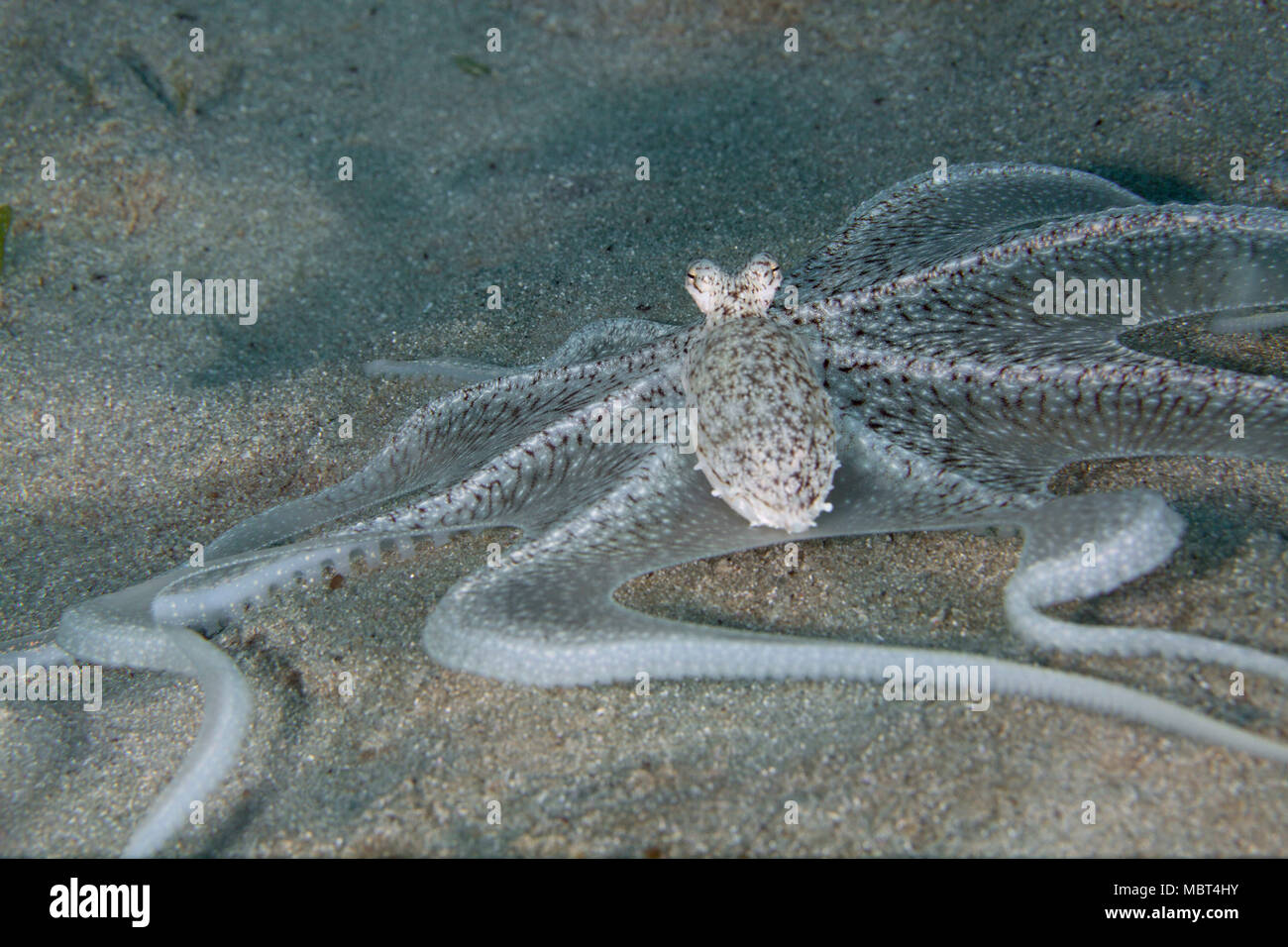 Longarm octopus (Octopus sp. 2). Picture was taken in the Banda sea ...