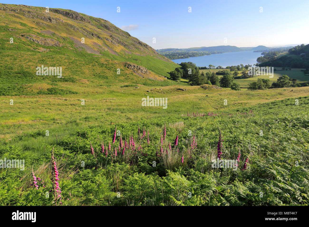 Foxglove flowers, Howtown village, Ullswater, Lake District National ...