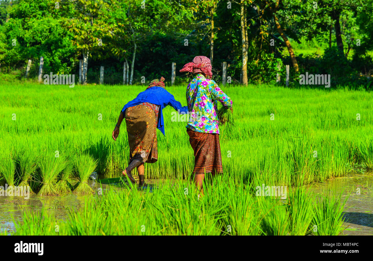 People working on the rice field in Southern Vietnam Stock Photo - Alamy