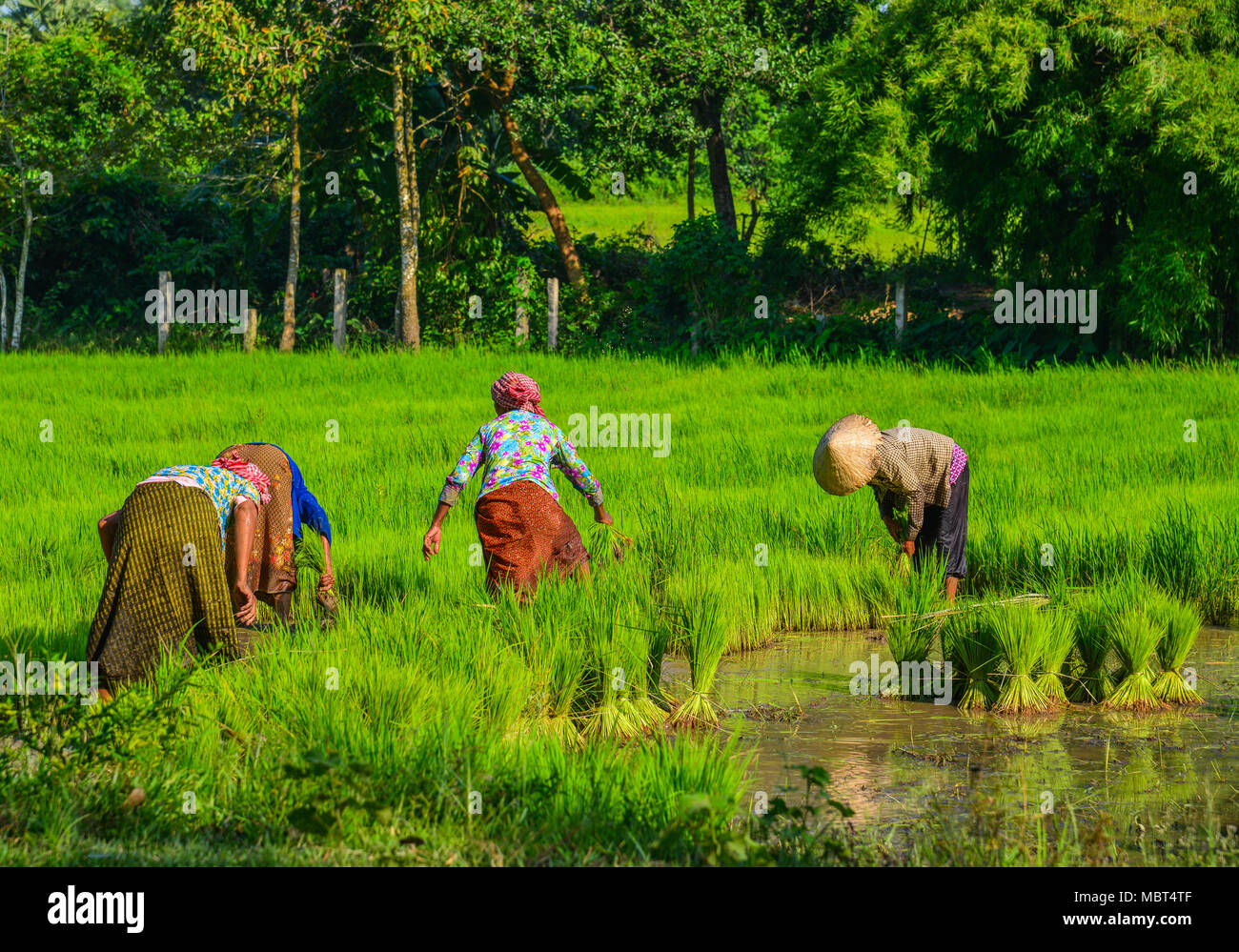 Vietnamese women working on the rice field in Southern Vietnam Stock ...