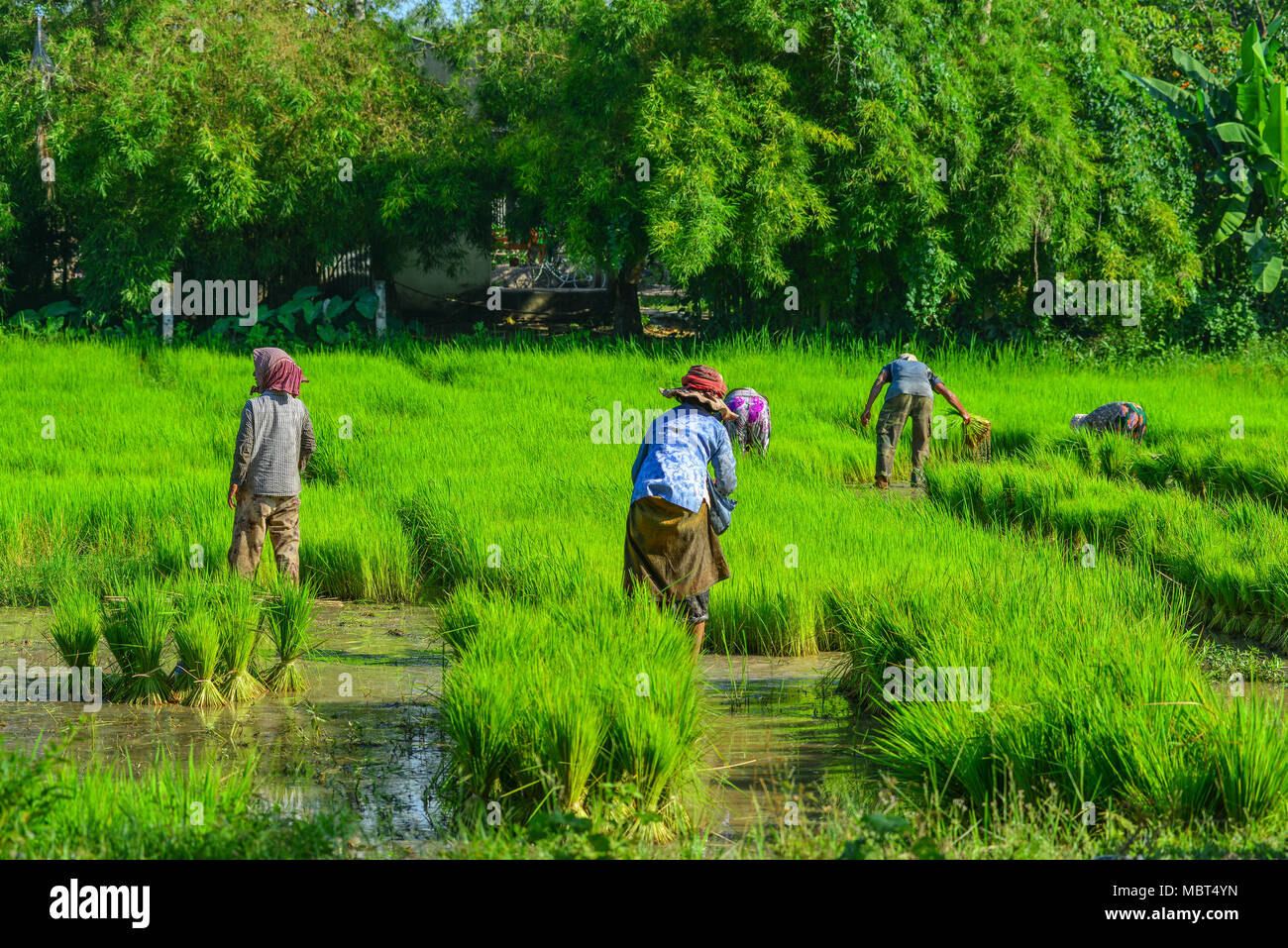 People working on the rice field in Southern Vietnam Stock Photo - Alamy