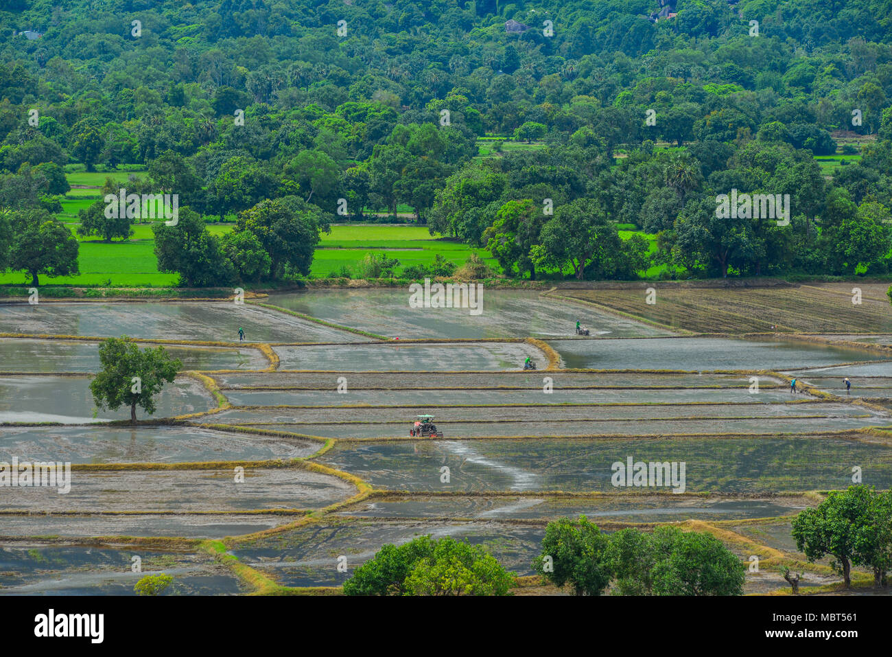Rice field at summer in Mekong Delta, Southern Vietnam Stock Photo - Alamy
