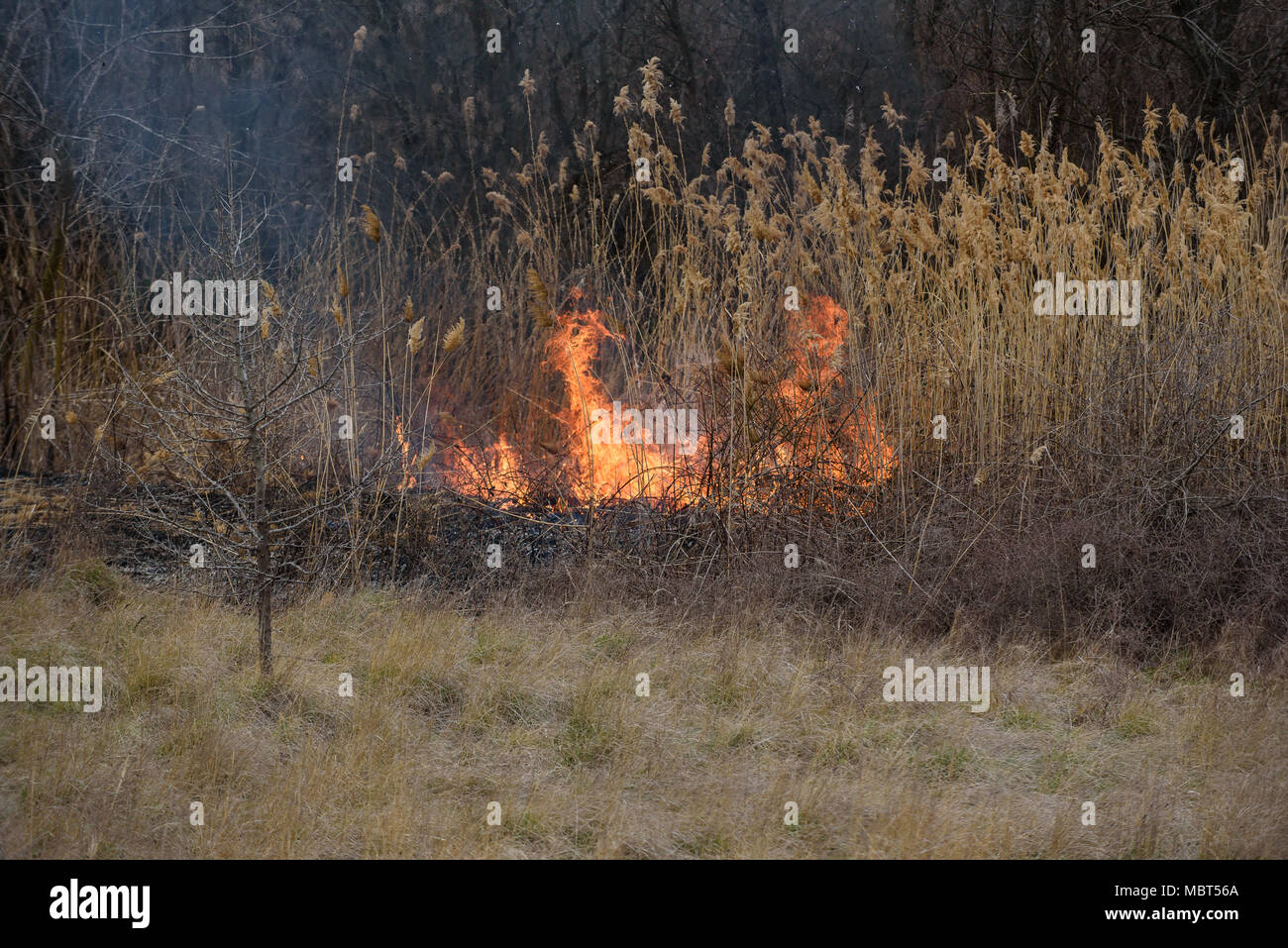 Wild land firefighter hi-res stock photography and images - Alamy