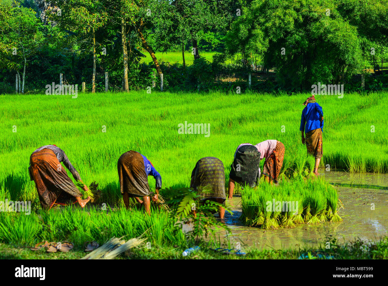 People working on the rice field in Southern Vietnam Stock Photo - Alamy