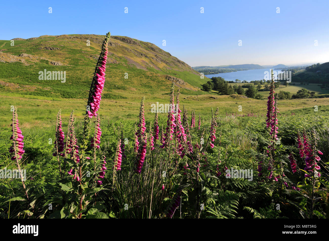 Foxglove flowers, Howtown village, Ullswater, Lake District National ...