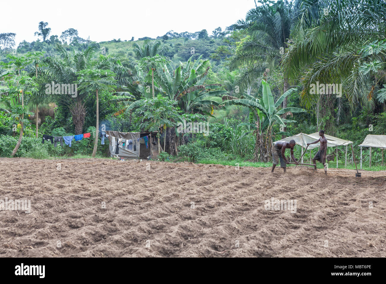 CABINDA/ANGOLA - 09 JUN 2010 - Rural farmers to till land in Cabinda ...