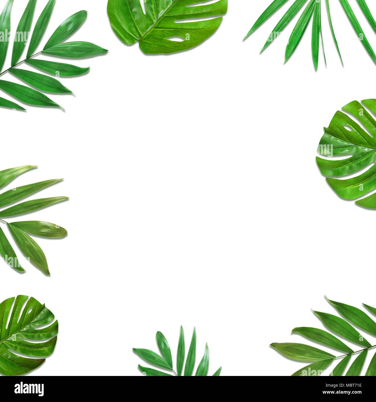Creative layout of foliage on a white background with space for text ...