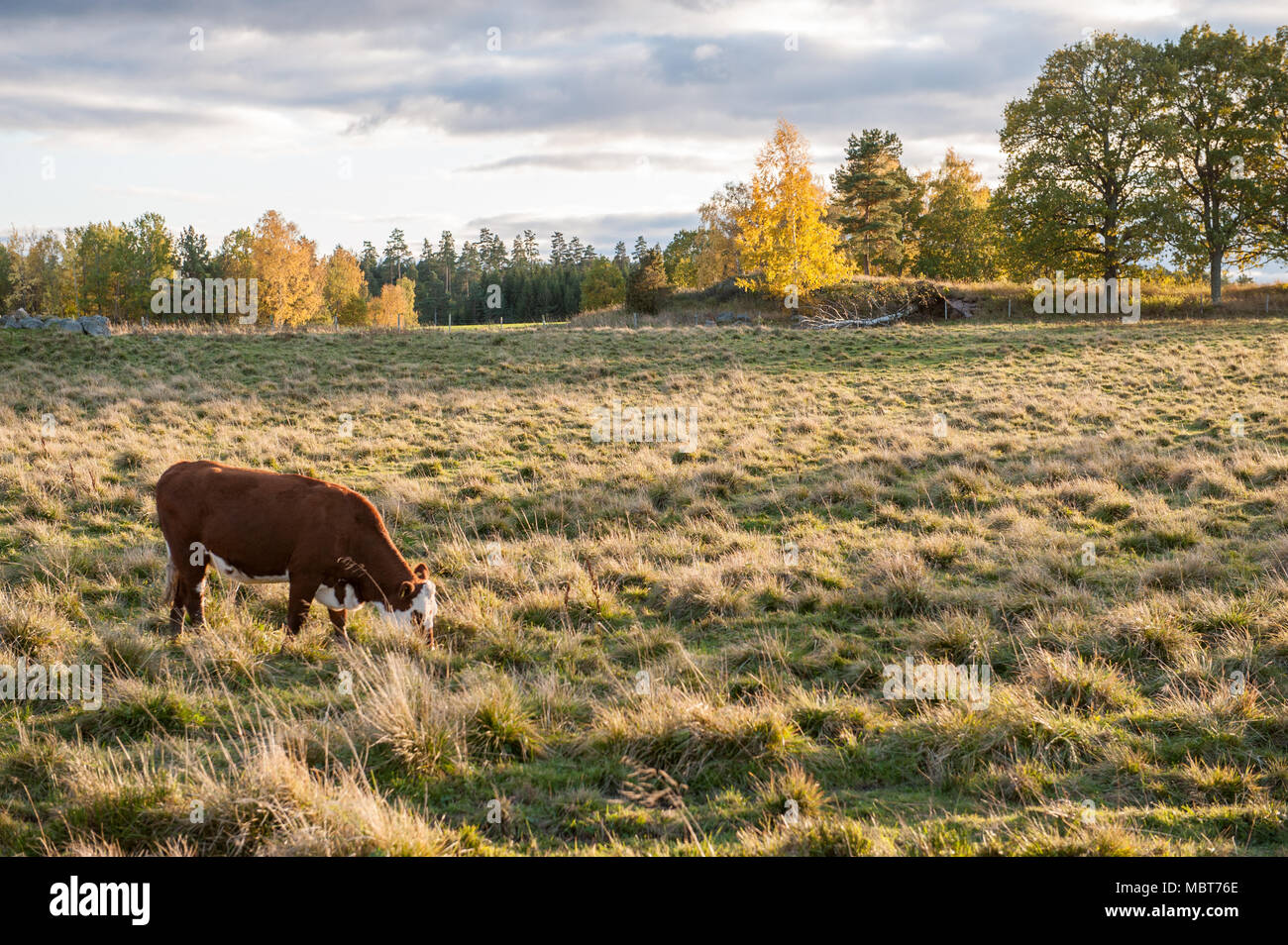 Colourful cows hi-res stock photography and images - Alamy