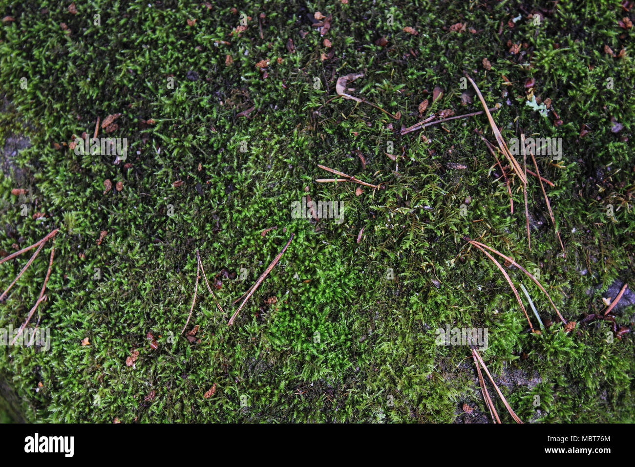 moss close-up against a background of stones Stock Photo - Alamy