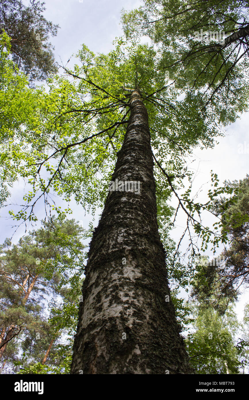The trunk of a tree is photographed from below on a background of ...