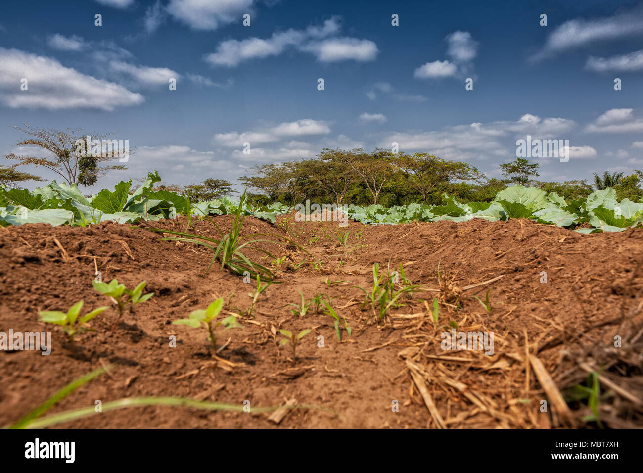 Rural plantation in the middle of the cabinda jungle. Angola, Africa ...