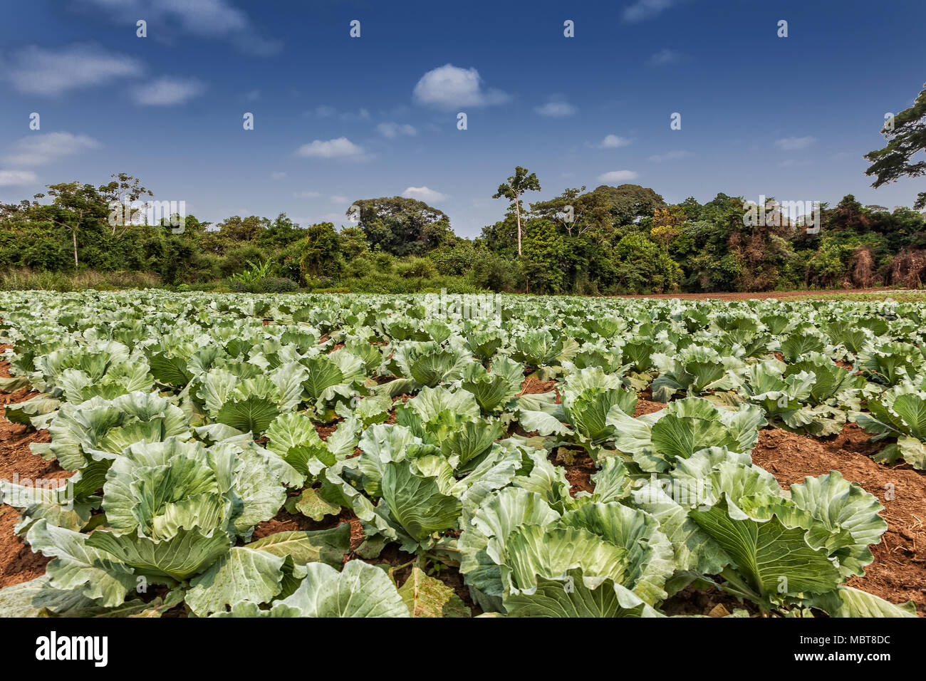 Rural plantation of cabbages in the middle of the cabinda jungle ...
