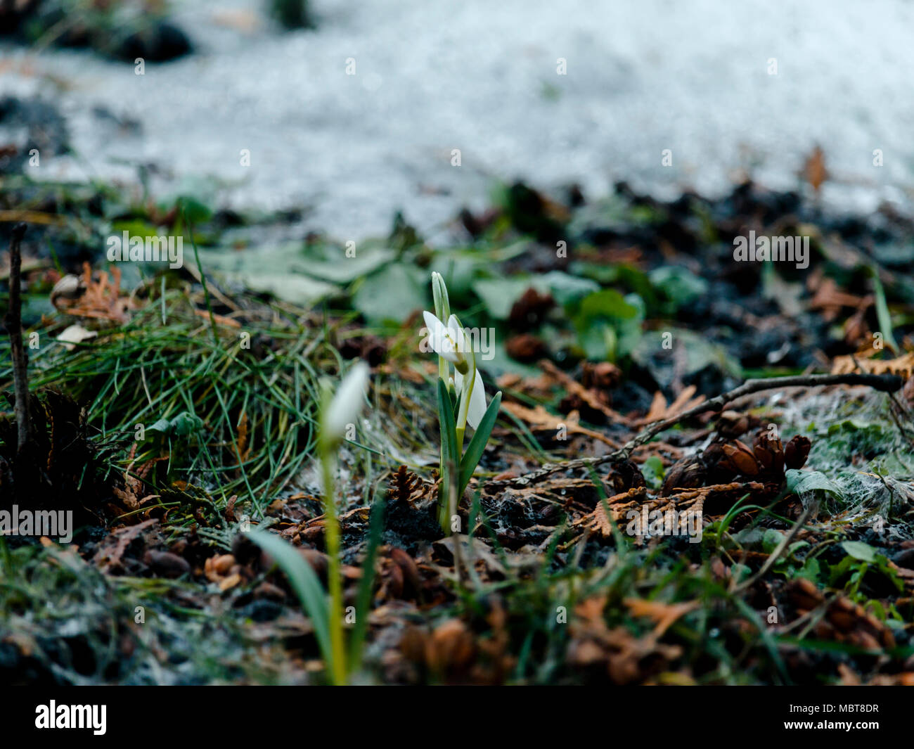 Snowdrop spring flowers. Delicate Snowdrop flower is one of the spring ...