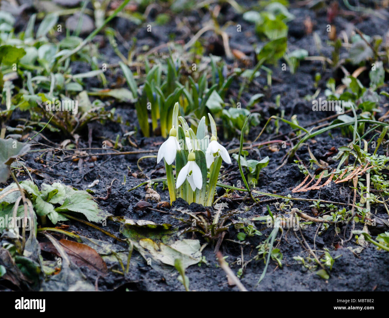 Springsnowdropsflower hi-res stock photography and images - Alamy