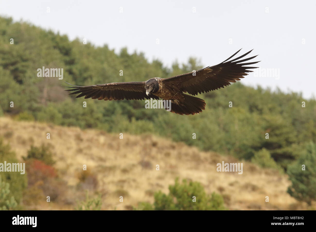bearded vulture or lammergeier Stock Photo - Alamy
