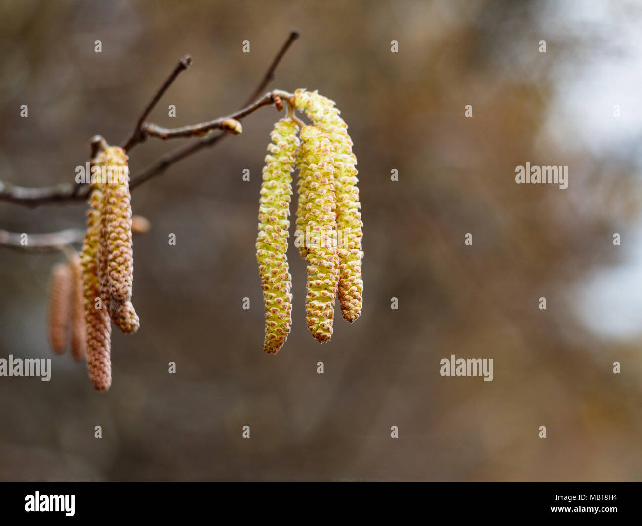 Birch (Betula pendula). flower and young leafes on blur background ...