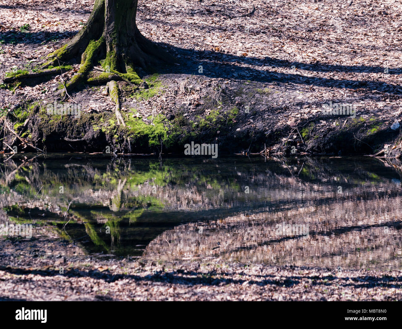 trees mirrored on rippled water surface Stock Photo - Alamy