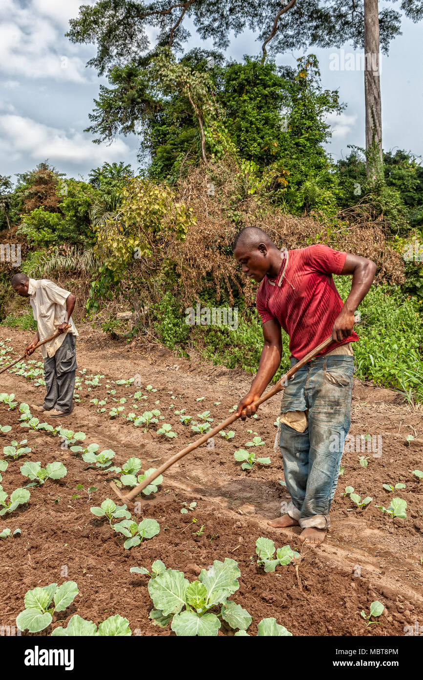 CABINDA/ANGOLA - 09 JUN 2010 - Rural farmers to till land in Cabinda ...
