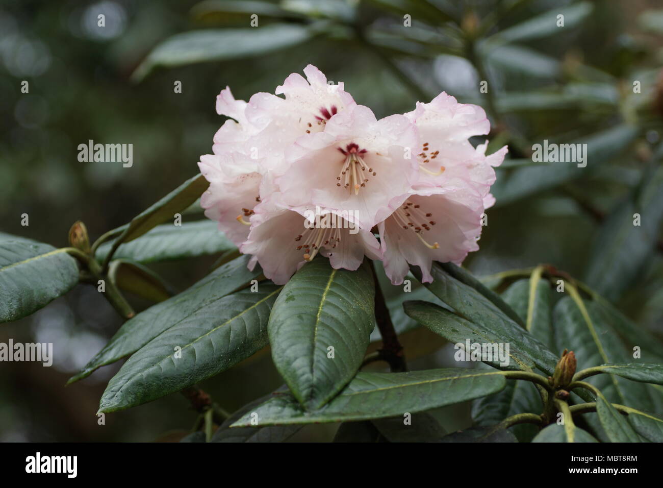 flowers of Rhododendron protistum Stock Photo - Alamy