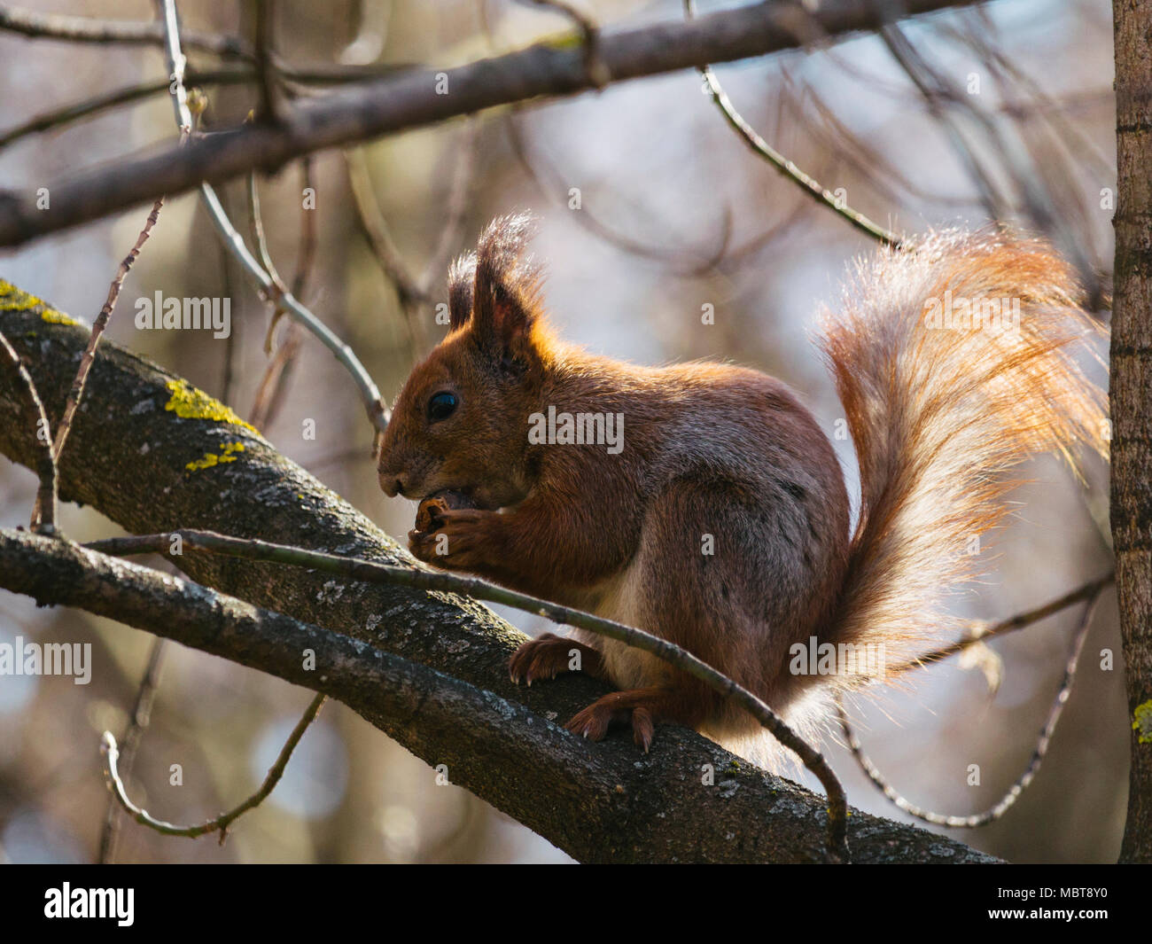 The red squirrel eats a nut Stock Photo - Alamy