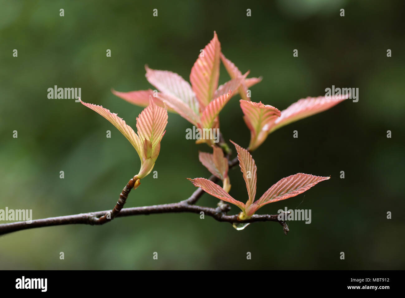 newly emerging leaves of Sorbus caloneura Stock Photo - Alamy