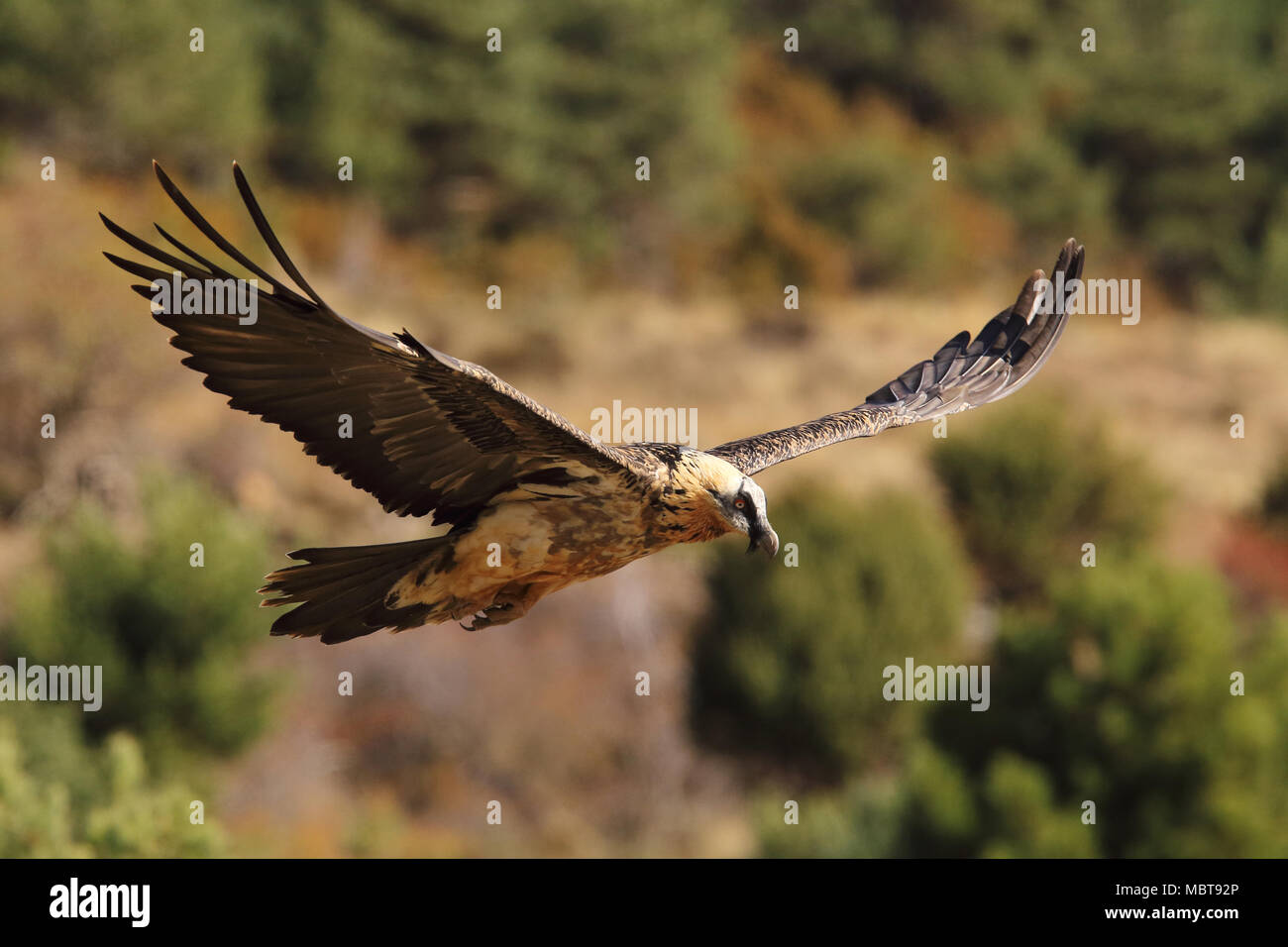 Bearded vulture lammergeier landing vulture hi-res stock photography ...