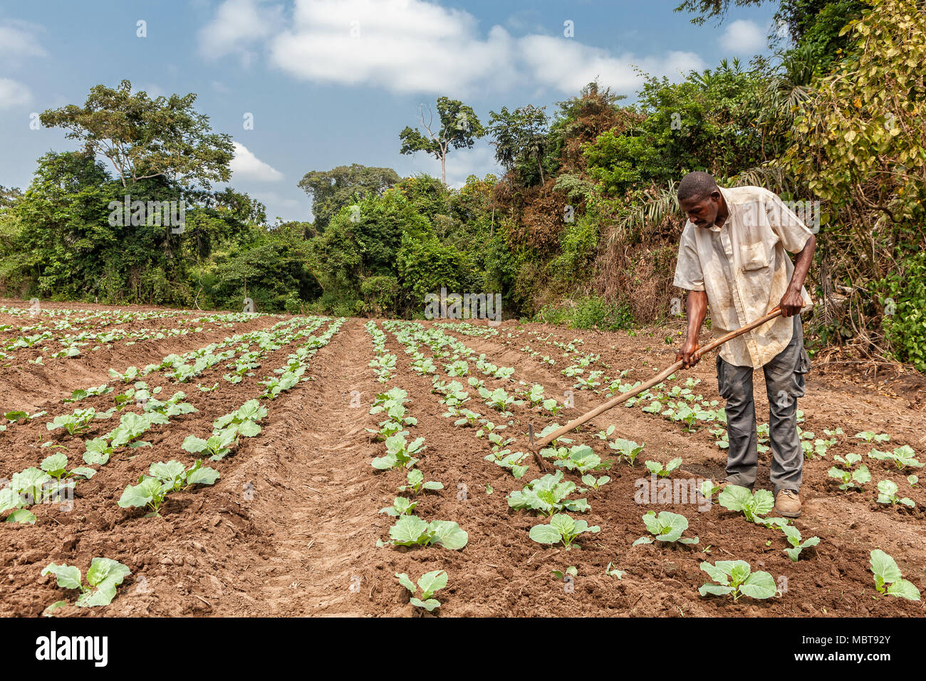 CABINDA/ANGOLA - 09 JUN 2010 - Rural farmers to till land in Cabinda ...