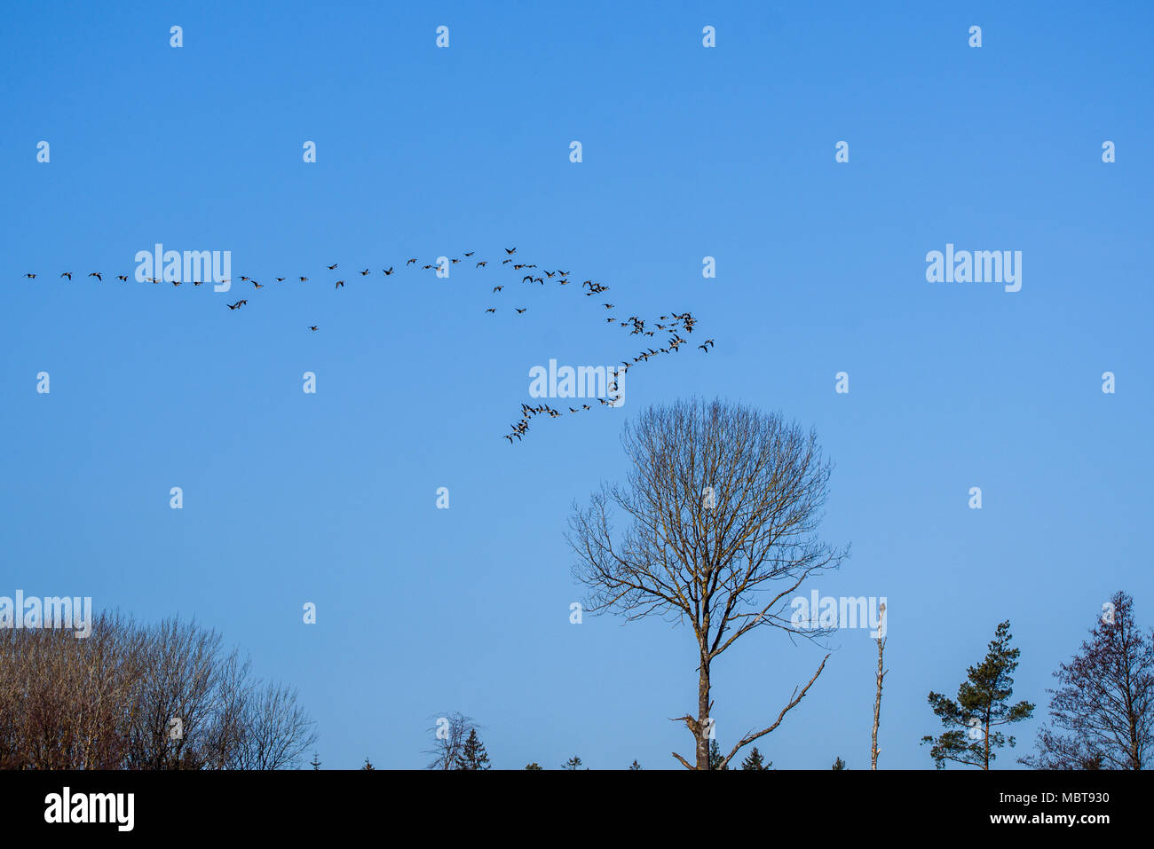 Migratory birds - geese, flying over birch tree, where Common buzzard ...