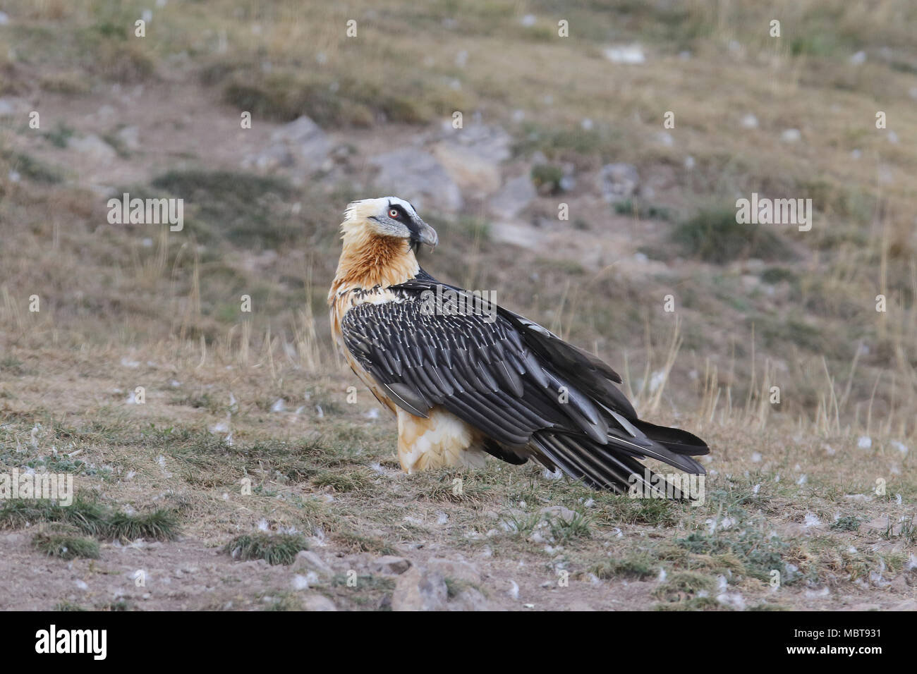 Bearded vulture lammergeier landing vulture hi-res stock photography ...