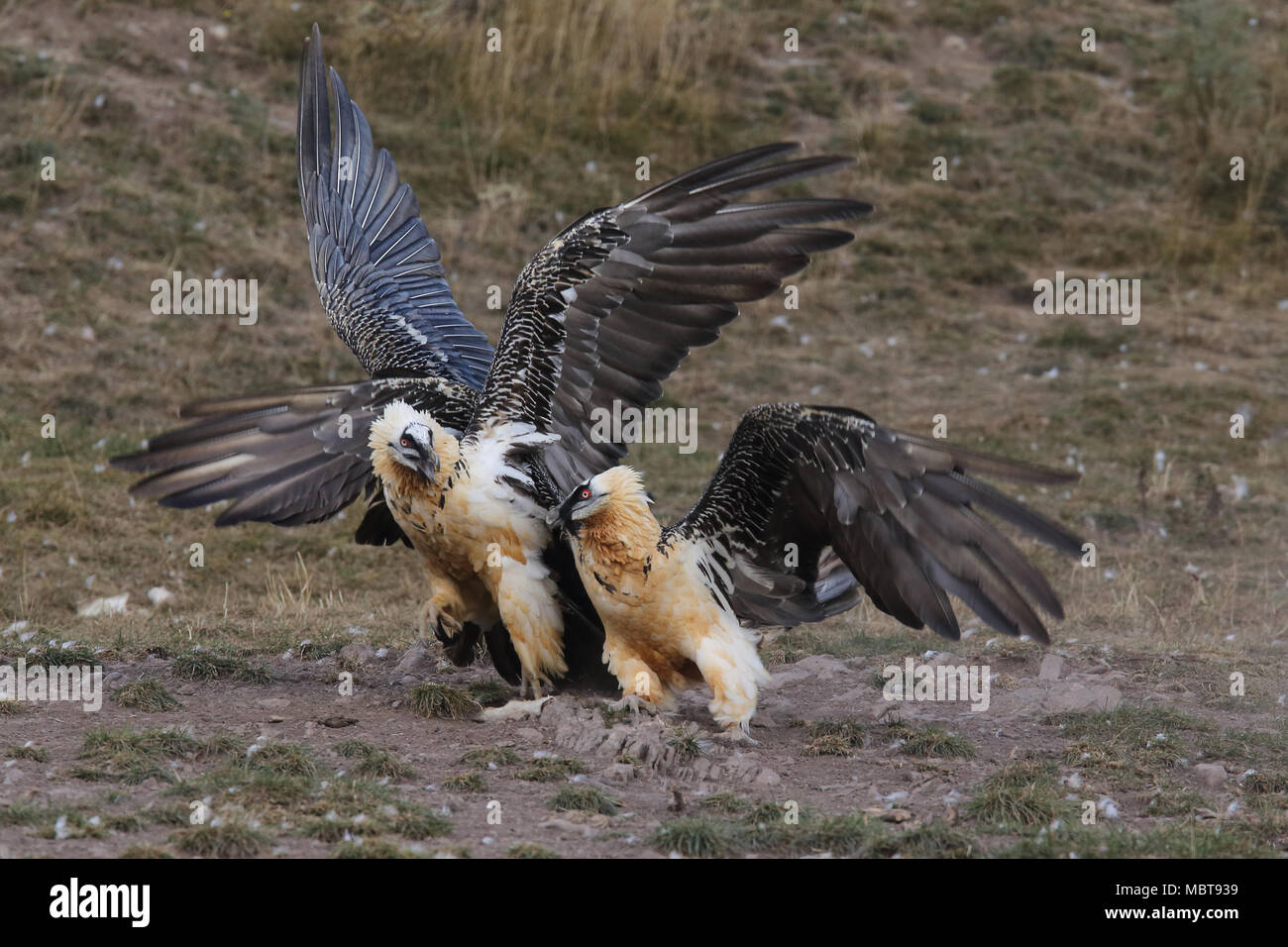 Bearded vulture lammergeier landing hi-res stock photography and images ...