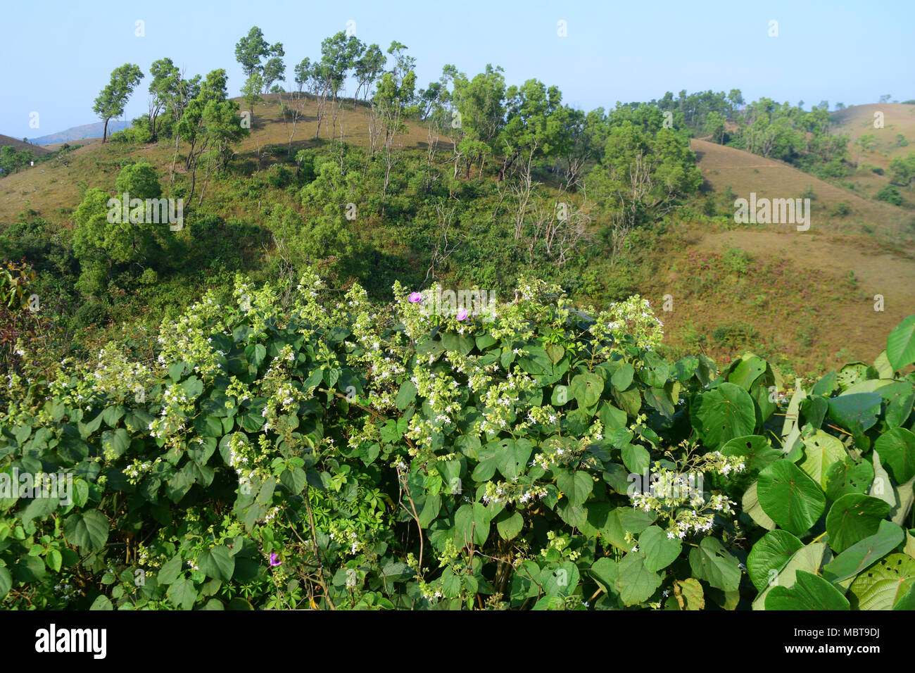 Vagamon hi-res stock photography and images - Alamy