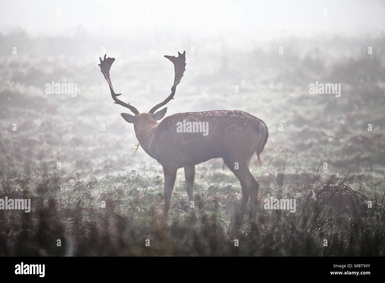 Male fallow deer (buck), with the classic spotted back and palmate ...