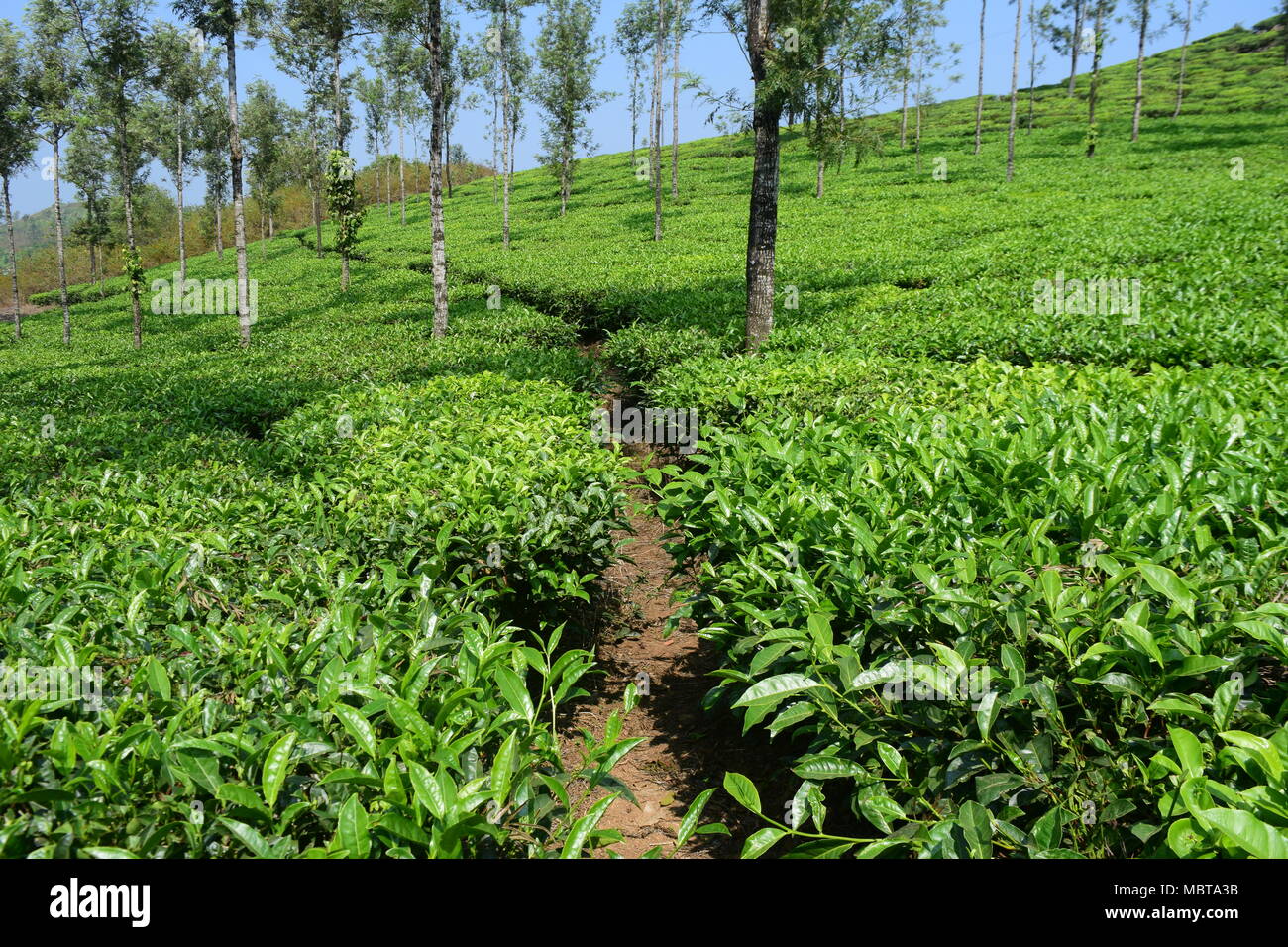 Tea Estate Scenic Tea Plantation in Western Ghats hills of Vagamon ...