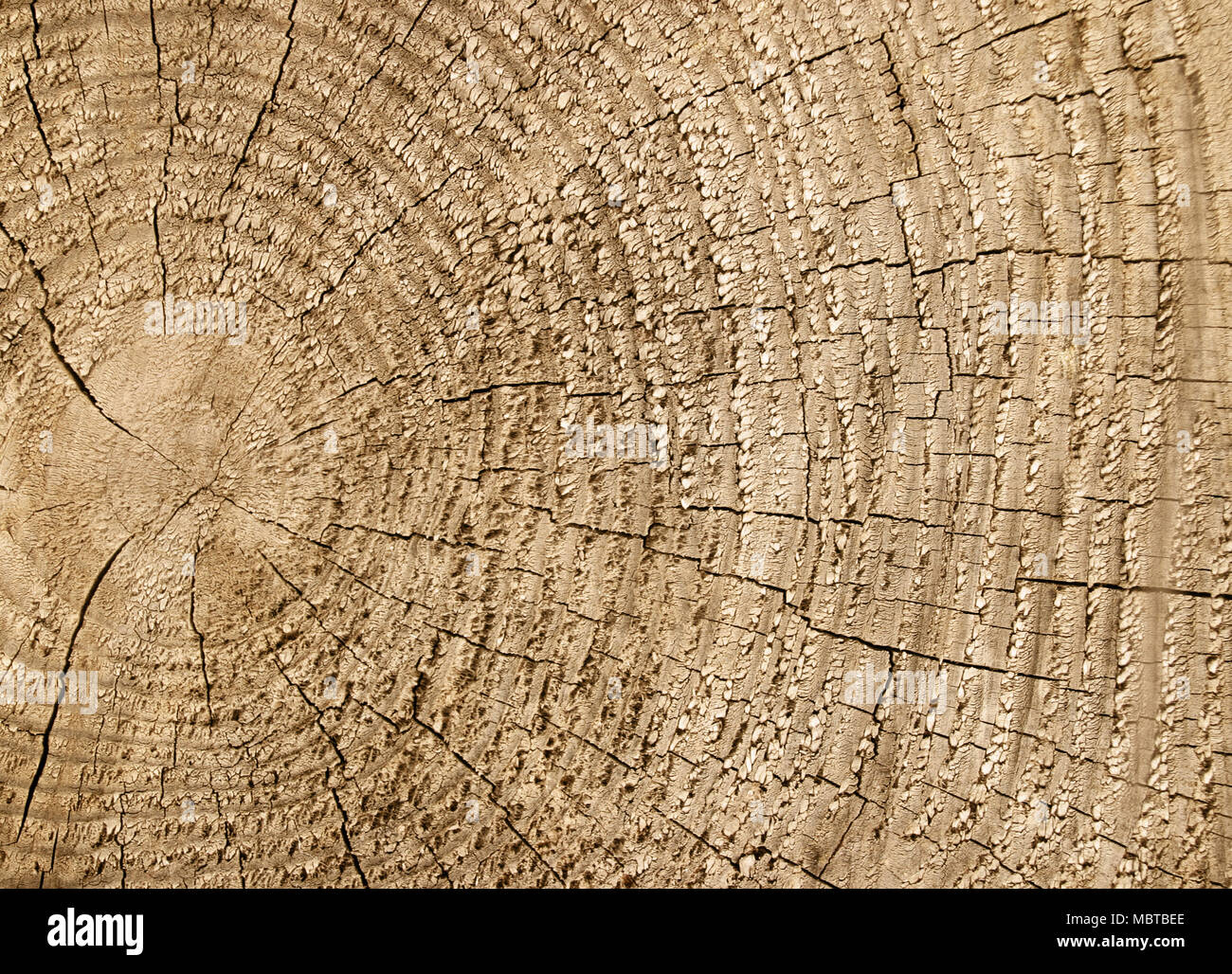 Texture Cut of Tree Stock Photo - Alamy