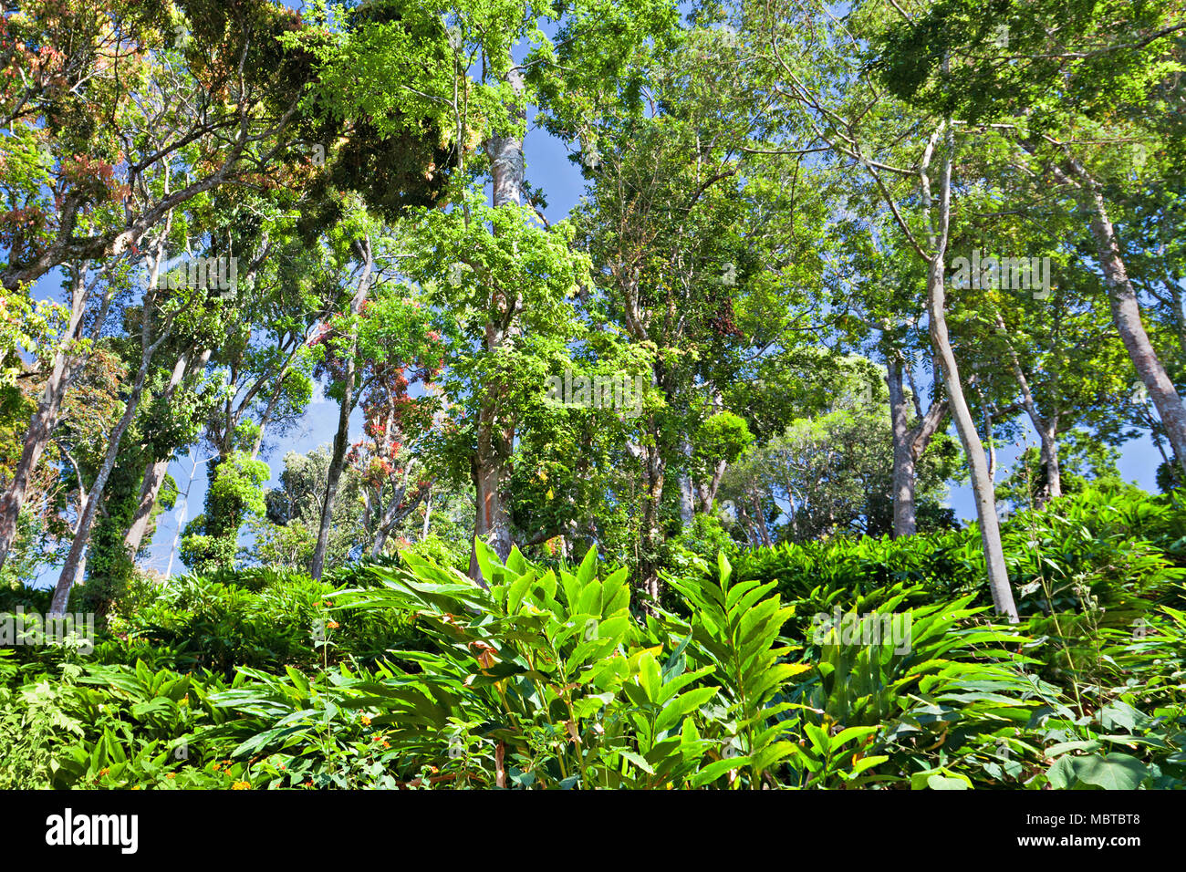 Deep tropical forest, Munnar, India Stock Photo - Alamy