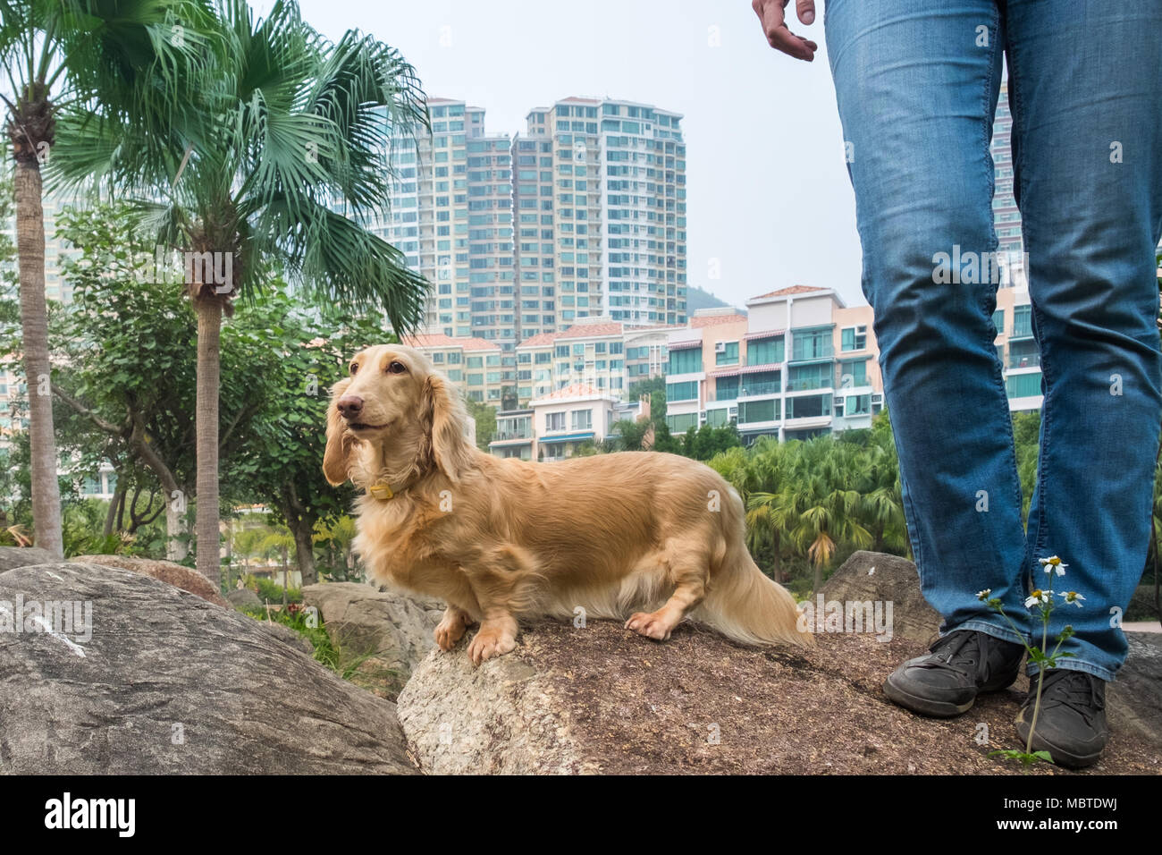 Hong kong walk dog hi-res stock photography and images - Alamy