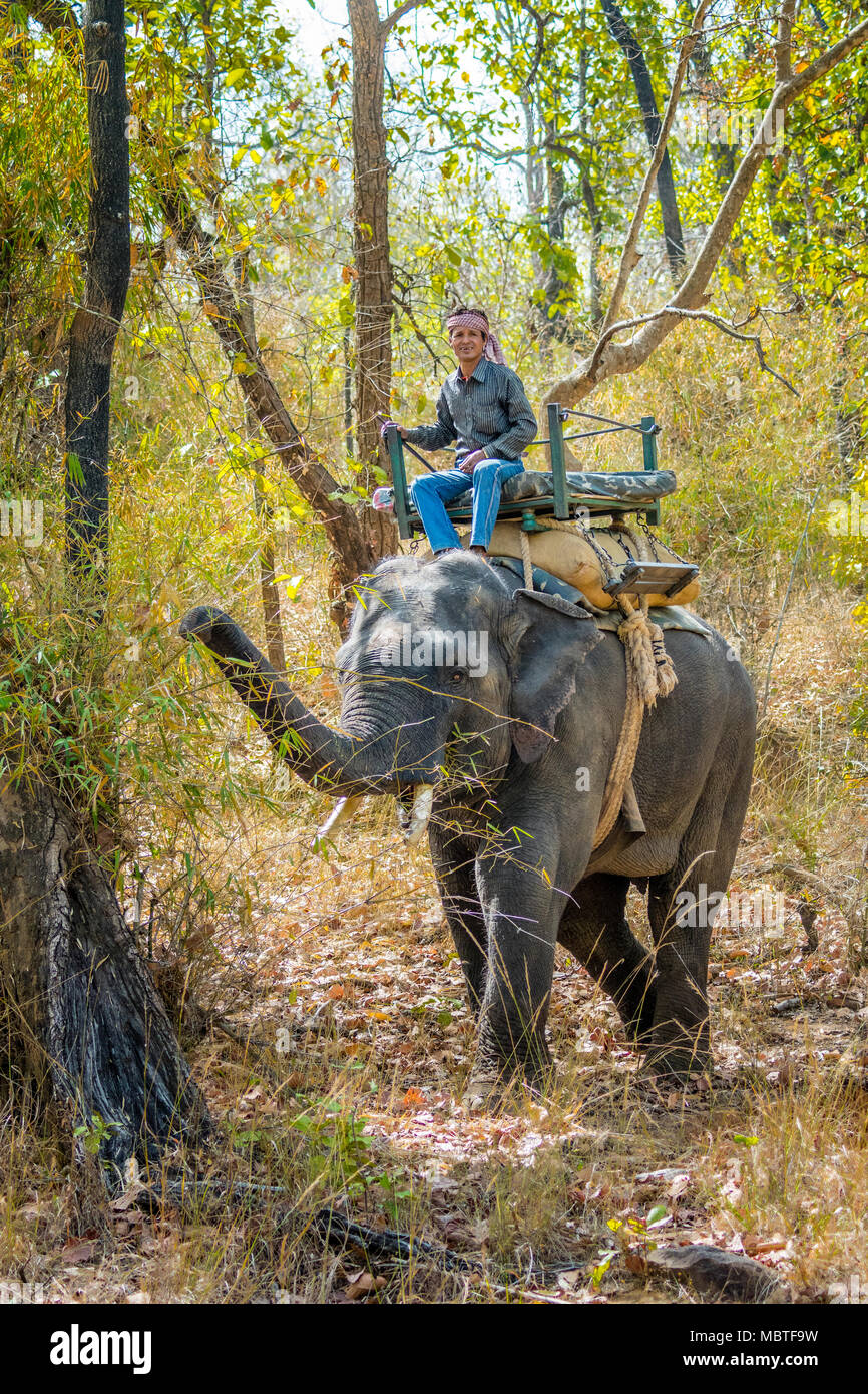 Trained elephant hi-res stock photography and images - Alamy