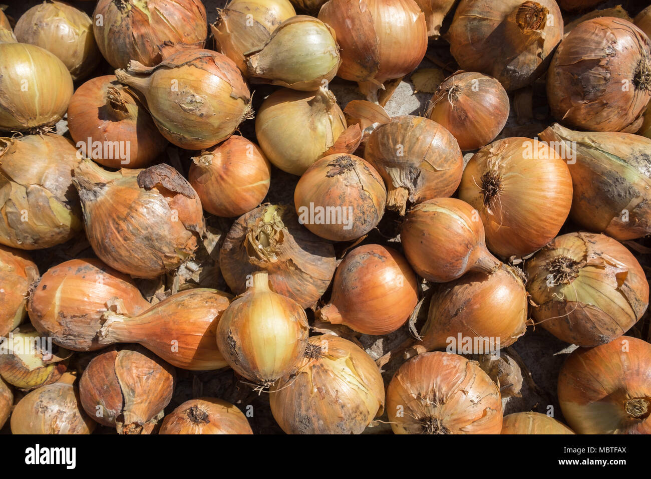 Fresh ripe yellow onion are dried outdoor on rough weathered wooden ...