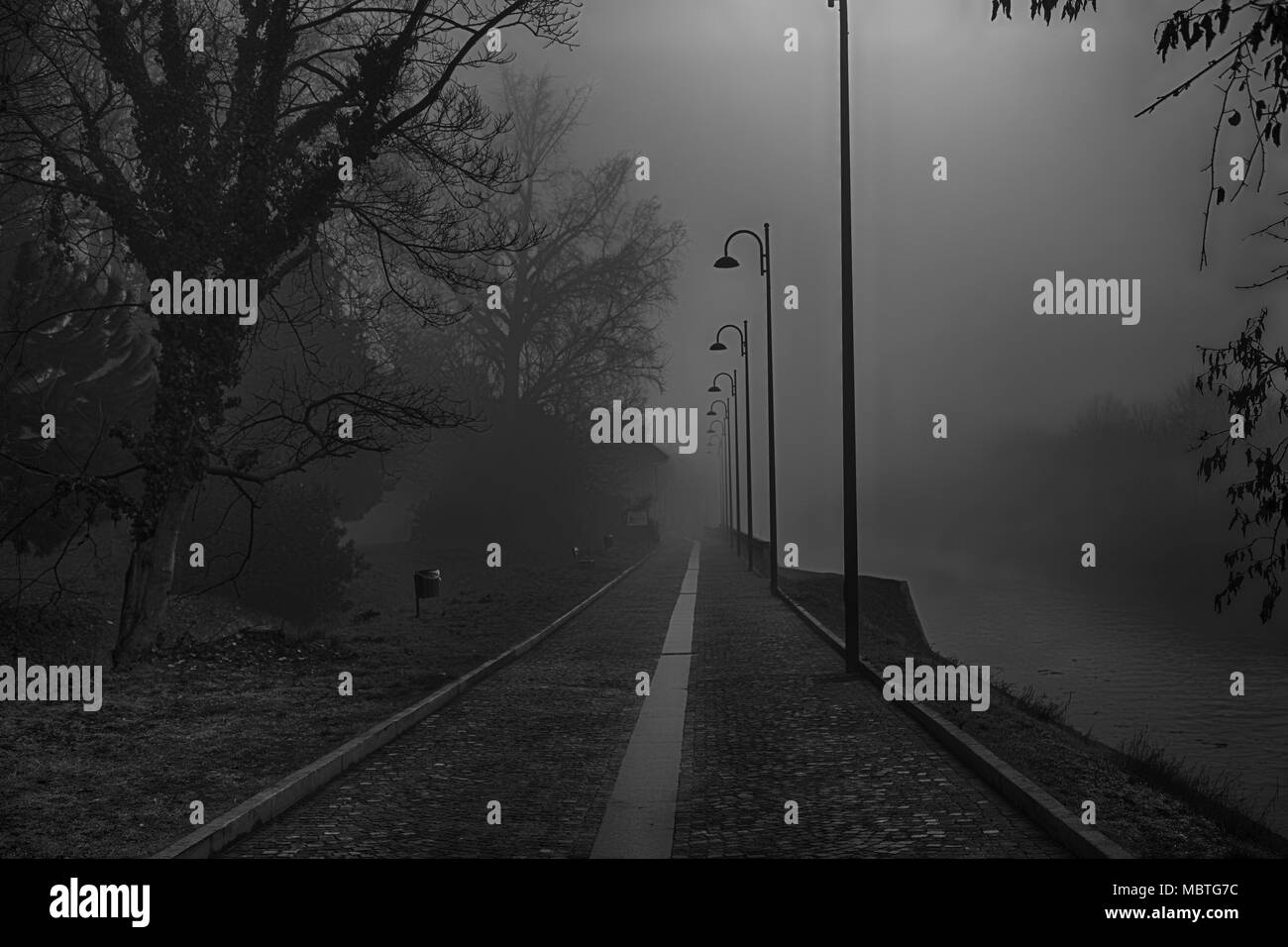 Mystical Walk path with fog silhouette of trees, misty walkside, foggy ...