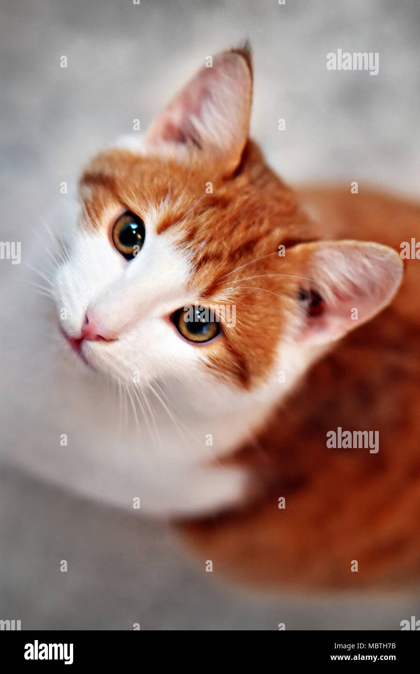 Hungry cat looking hi-res stock photography and images - Alamy