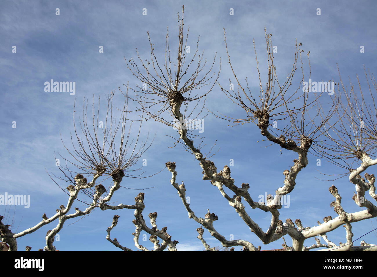 Pollarded plane hi-res stock photography and images - Alamy