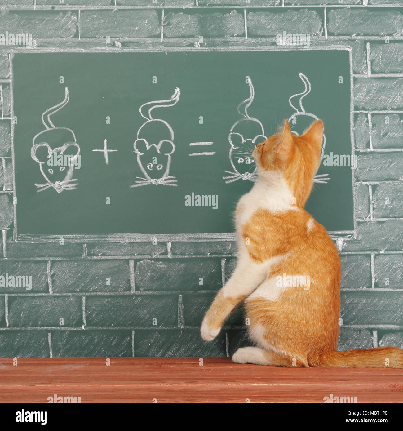 Education idea about foxy Cat studied mathematics on example of ...