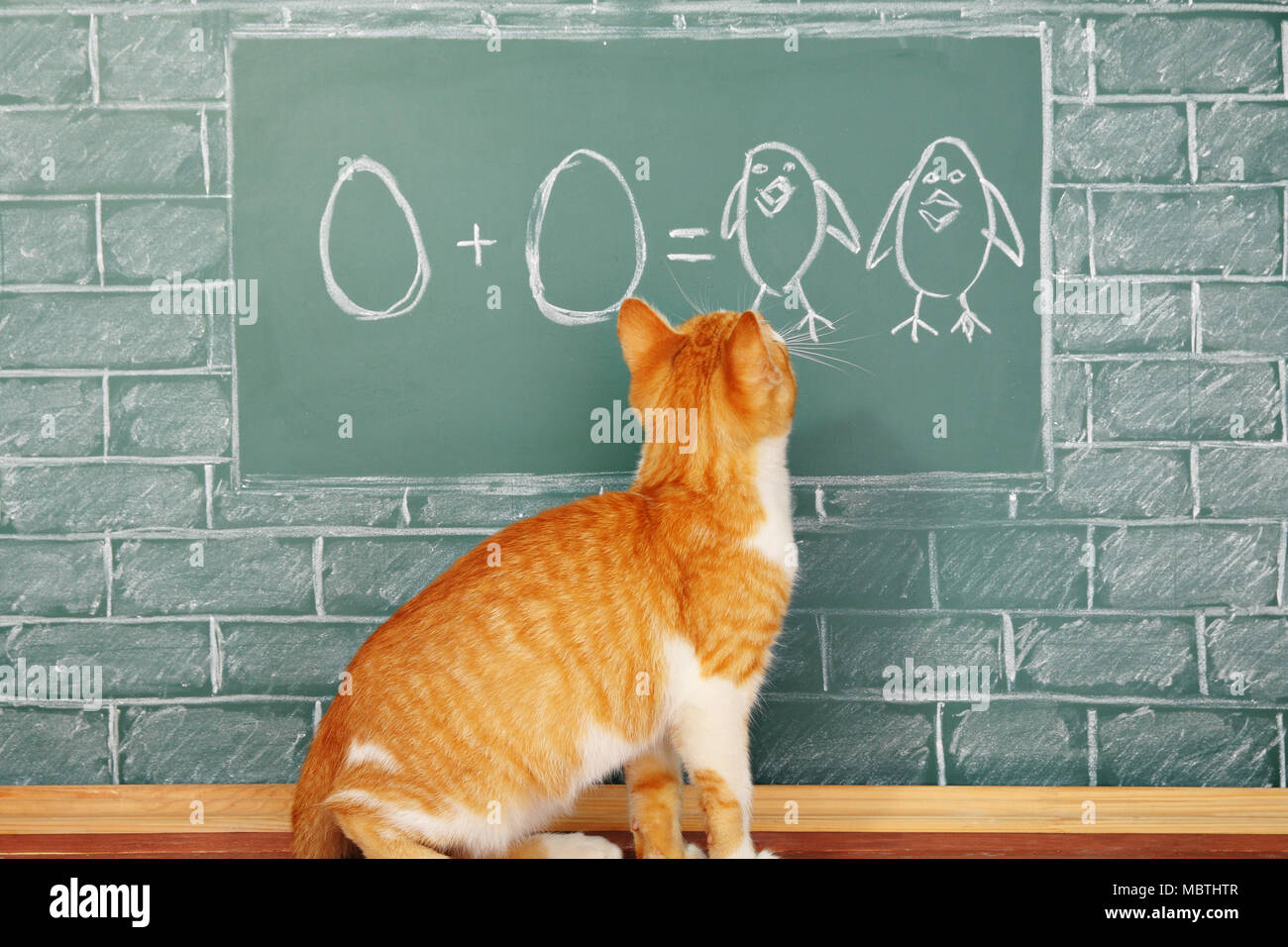 Education funny idea about red cat studying mathematics on sample of ...