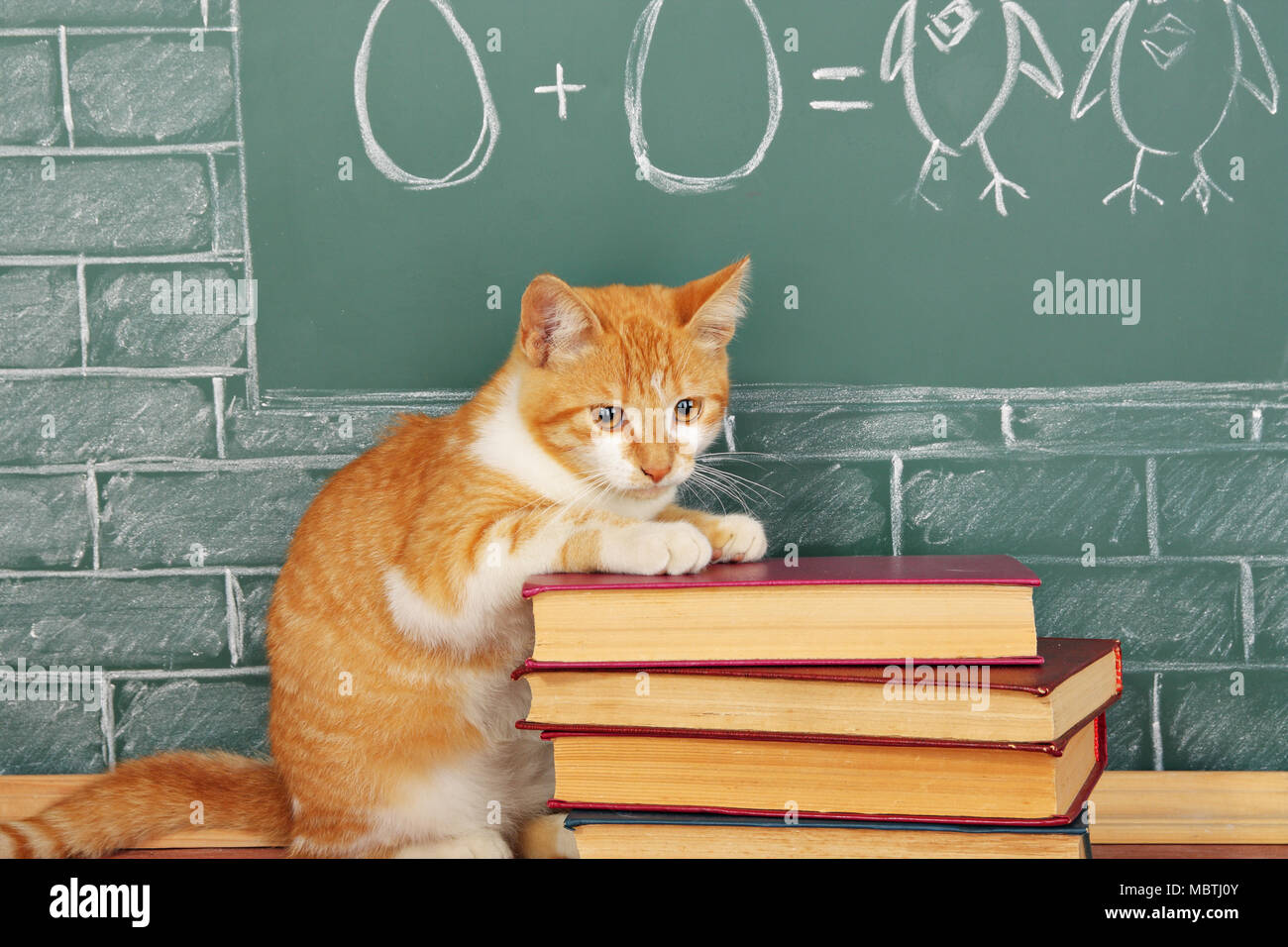 Education funny idea about red cat studying arithmetic on sample of ...