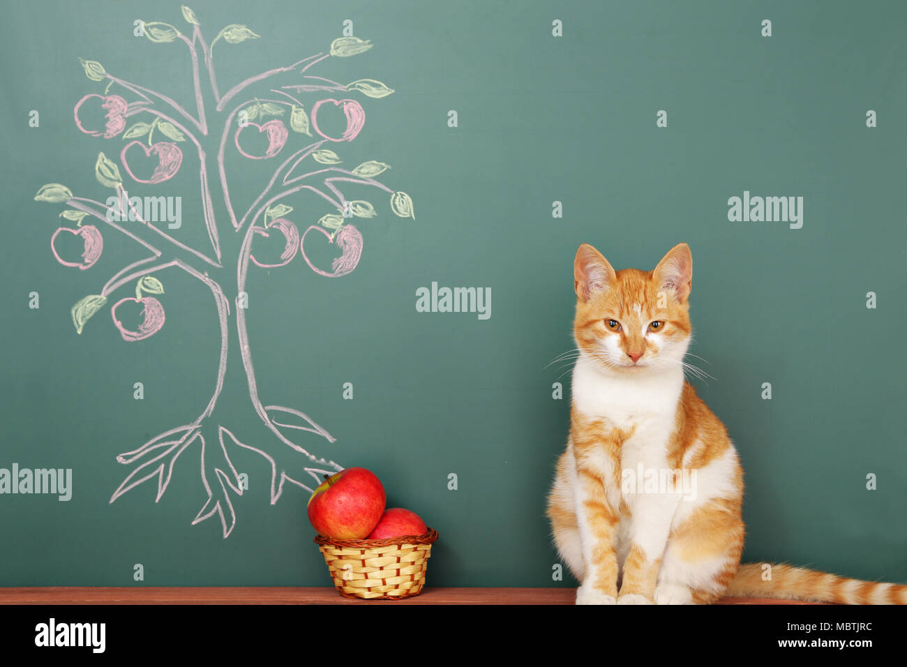 Tree of knowledge education concept with Scientific Cat Stock Photo - Alamy