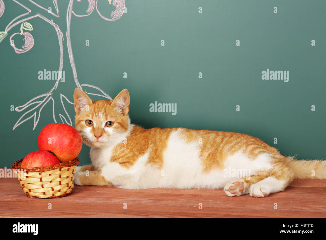 Tree of knowledge education concept with Scientific Cat Stock Photo - Alamy