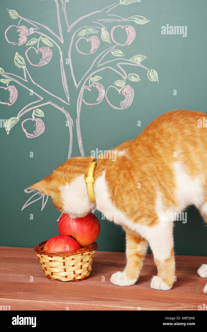 Tree of knowledge education concept with Scientific Cat Stock Photo - Alamy