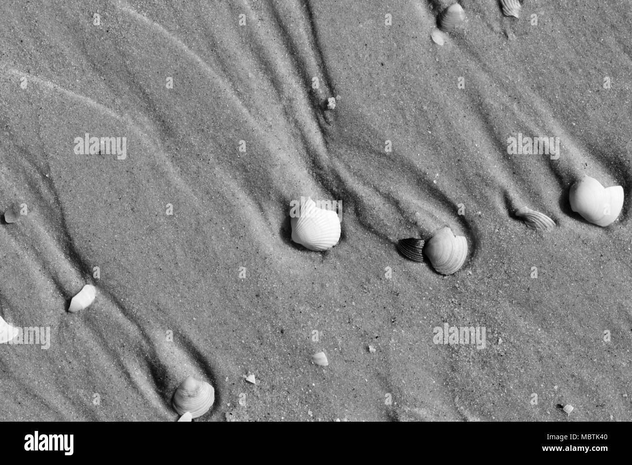 Shell on beach tide background Black and White Stock Photos & Images ...